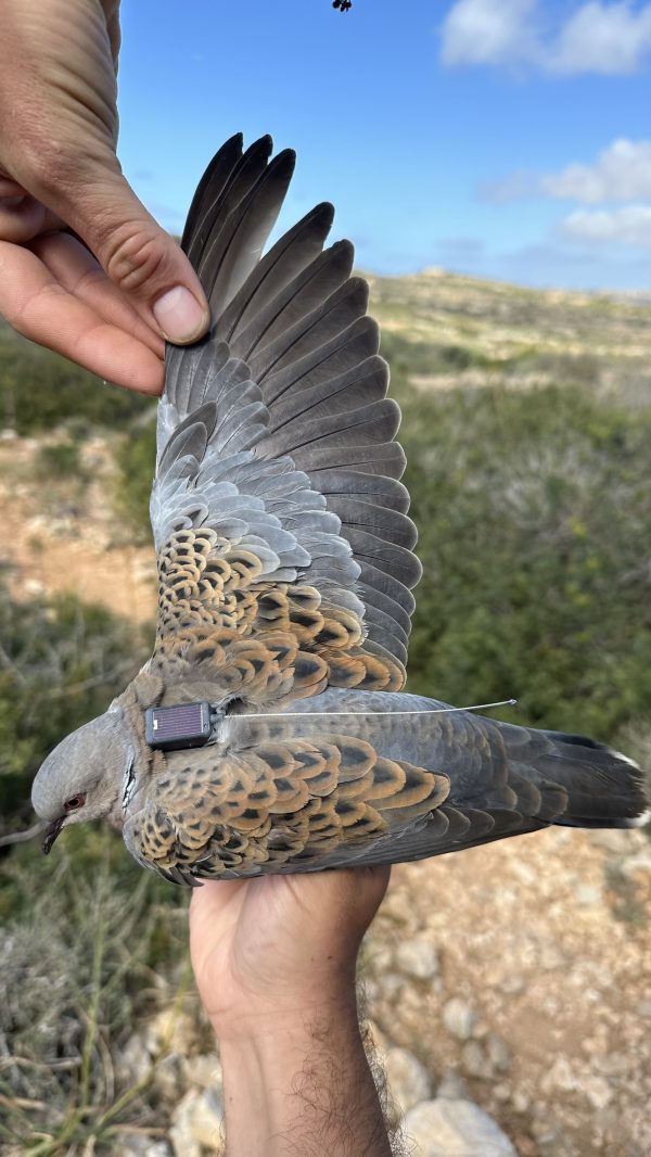 Turtle-dove May tracked from Malta to Timbuktu and back in epic 3,300km migration | BirdLife Malta