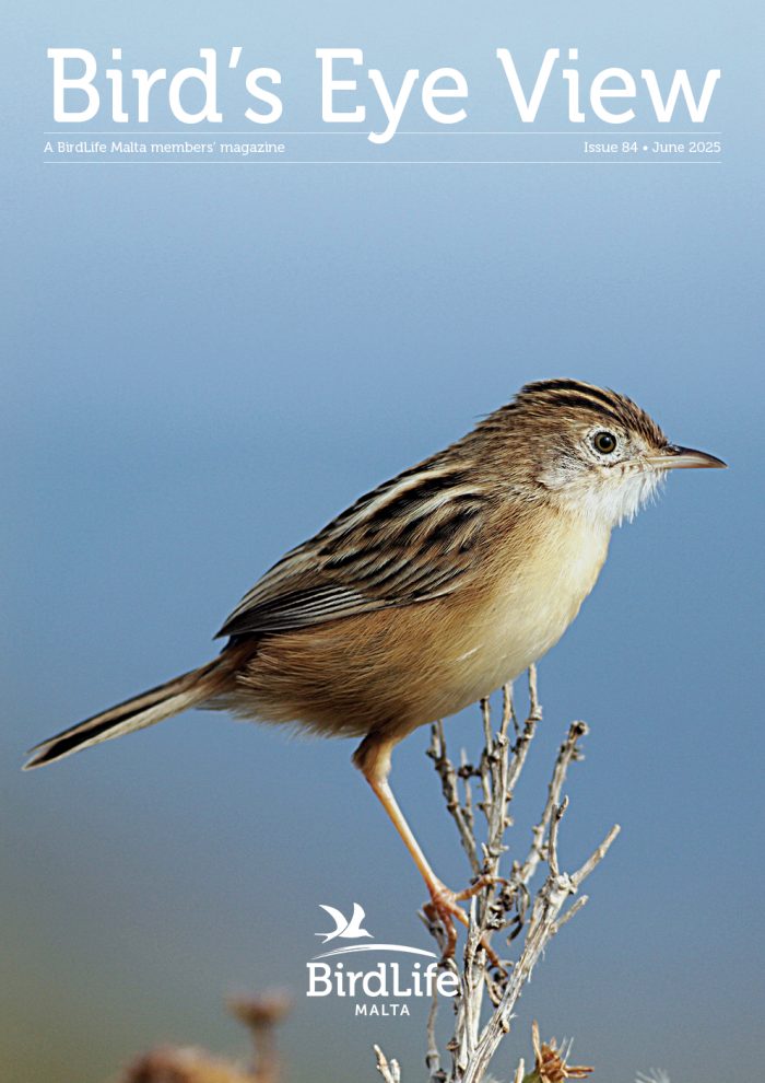 Bird's Eye View | BirdLife Malta