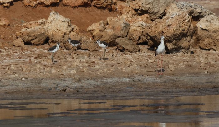 BirdLife Malta NGO | Home