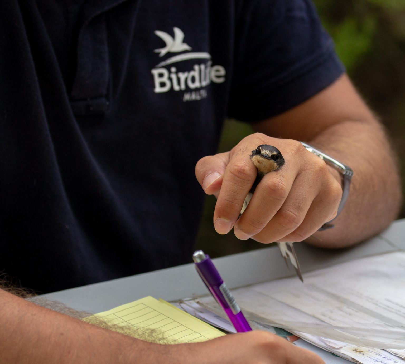 BirdLife Malta NGO | Home